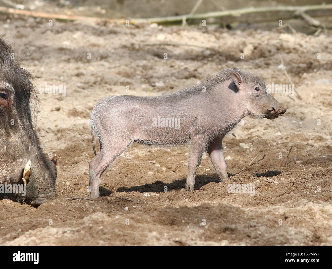 Warthog and piglet hi-res stock photography and images - Alamy