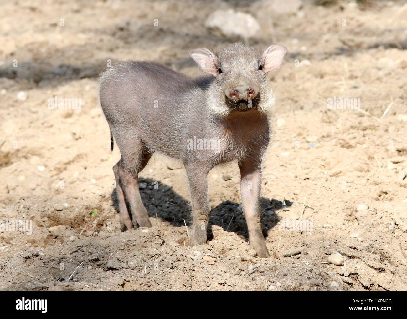 African warthog piglet (Phacochoerus africanus Stock Photo - Alamy