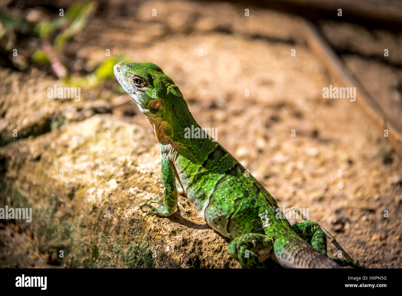 Mexico lizard hi-res stock photography and images - Alamy