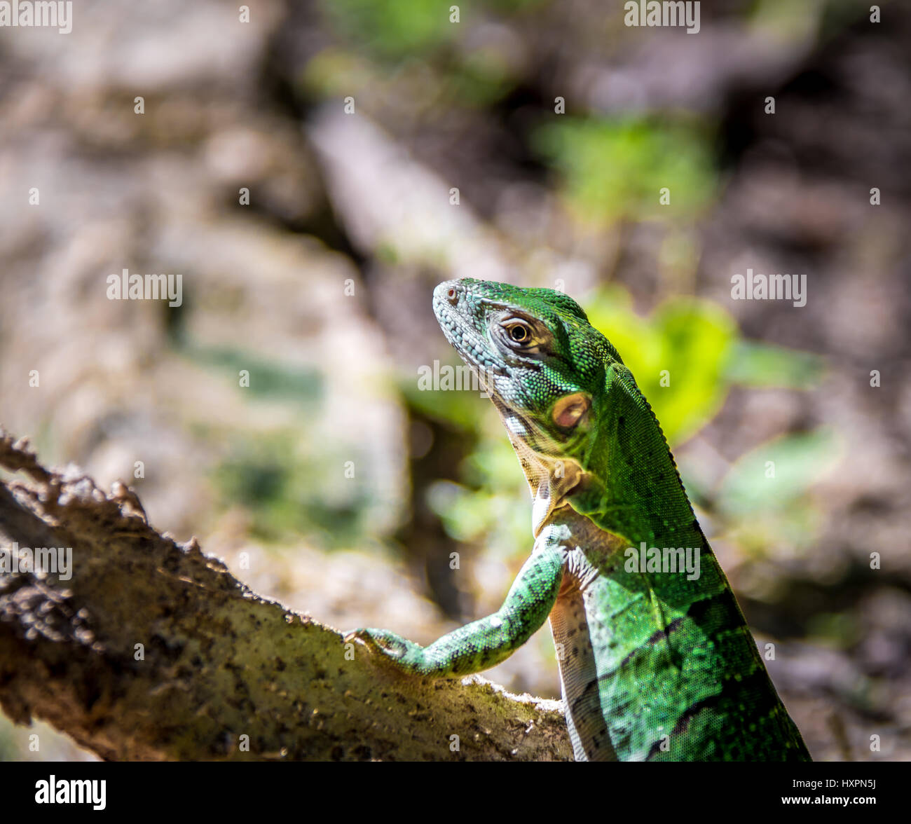 Mexico lizard hi-res stock photography and images - Alamy