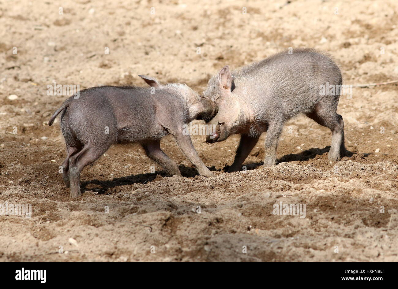 Warthog piglet play hi-res stock photography and images - Alamy