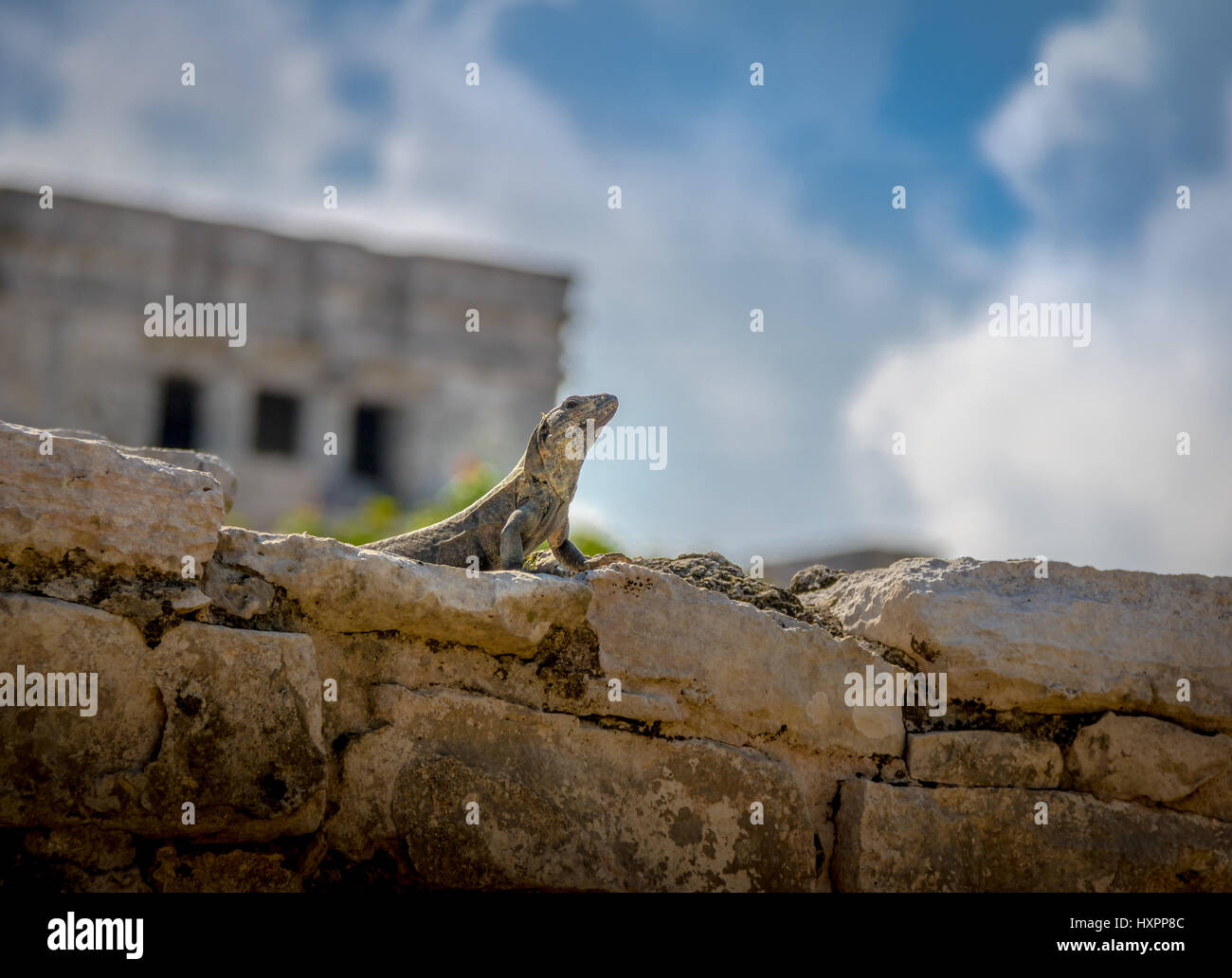 Iguana at Mayan Ruins of Tulum, Mexico Stock Photo - Alamy