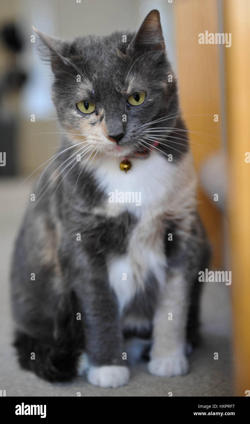 Domestic cat at home Stock Photo - Alamy