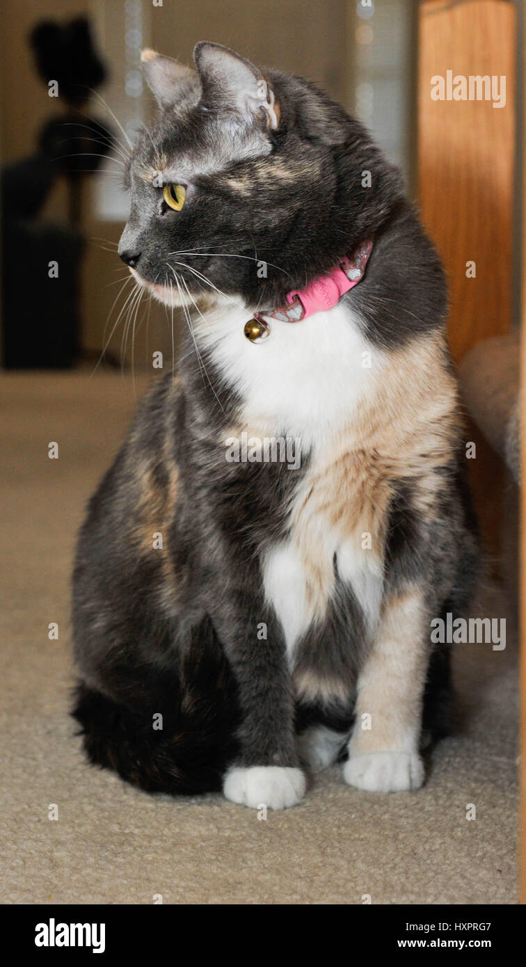 Domestic cat at home Stock Photo - Alamy