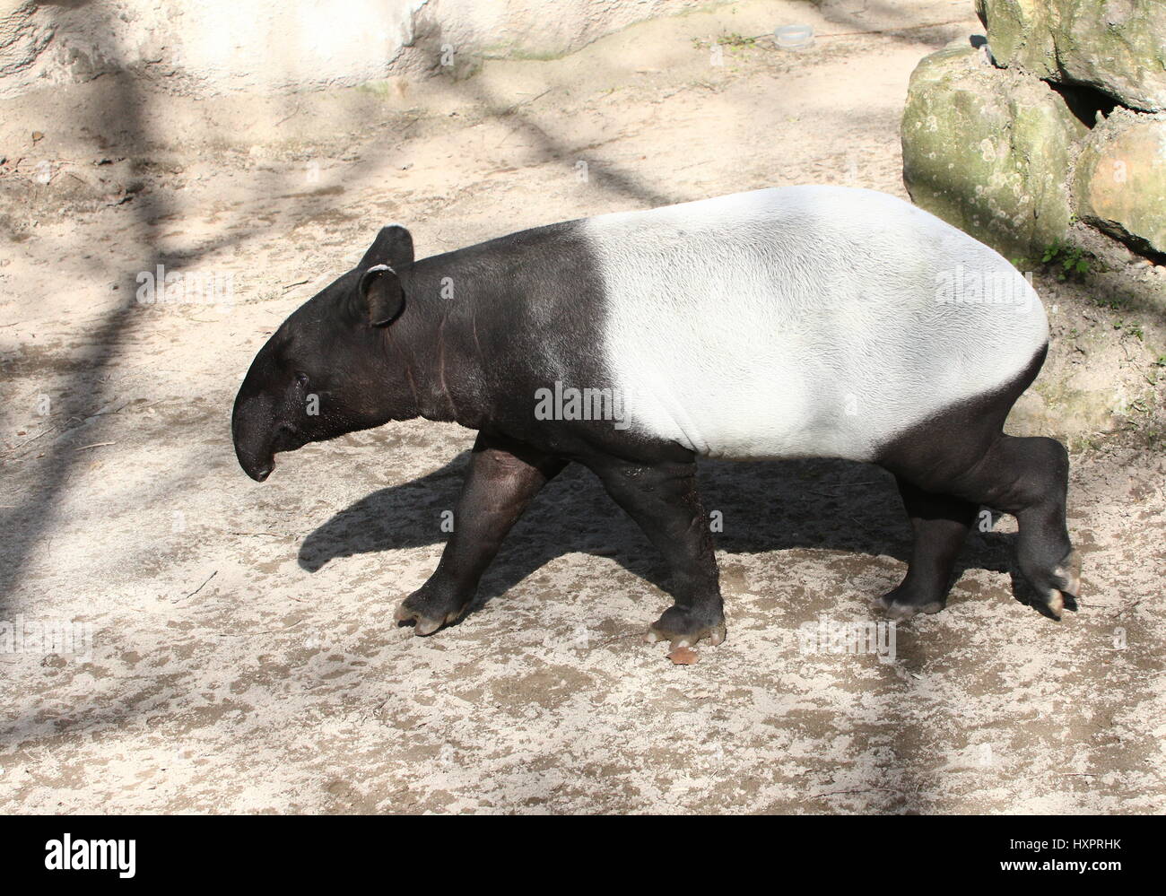 Striped tapir hi-res stock photography and images - Alamy
