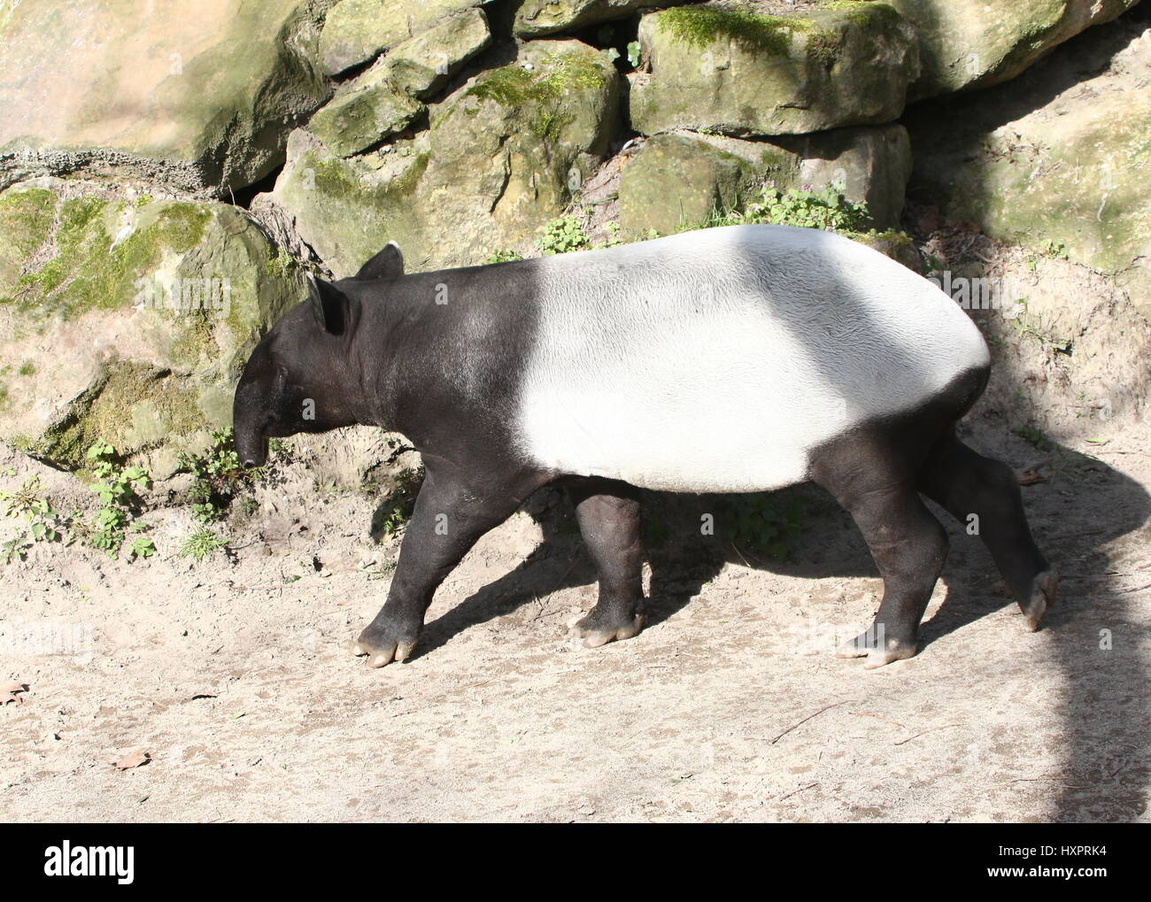 Striped tapir hi-res stock photography and images - Alamy
