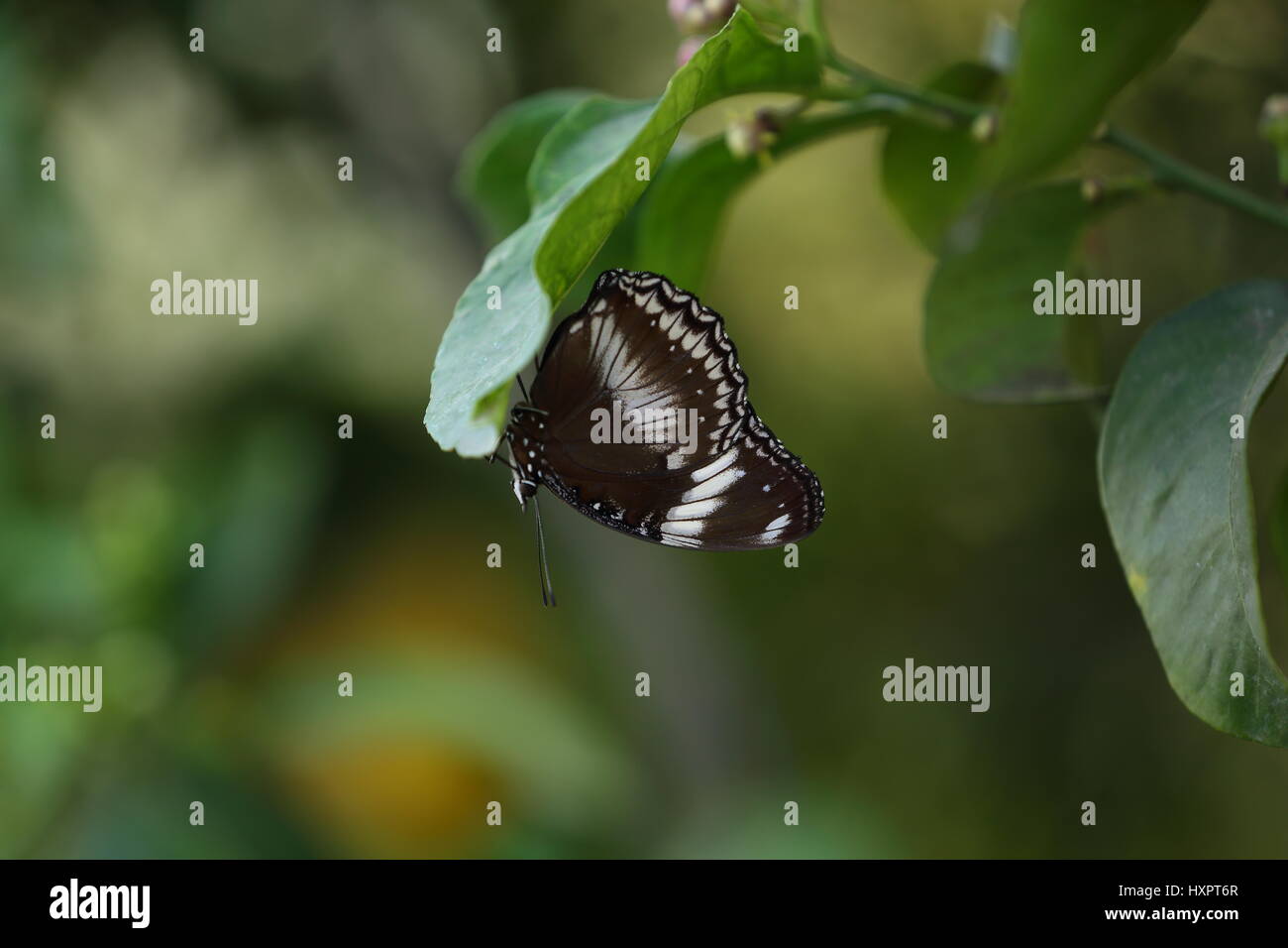 Rome, Italy. 29th Mar, 2017. A butterfly in the Butterfly House, which ...