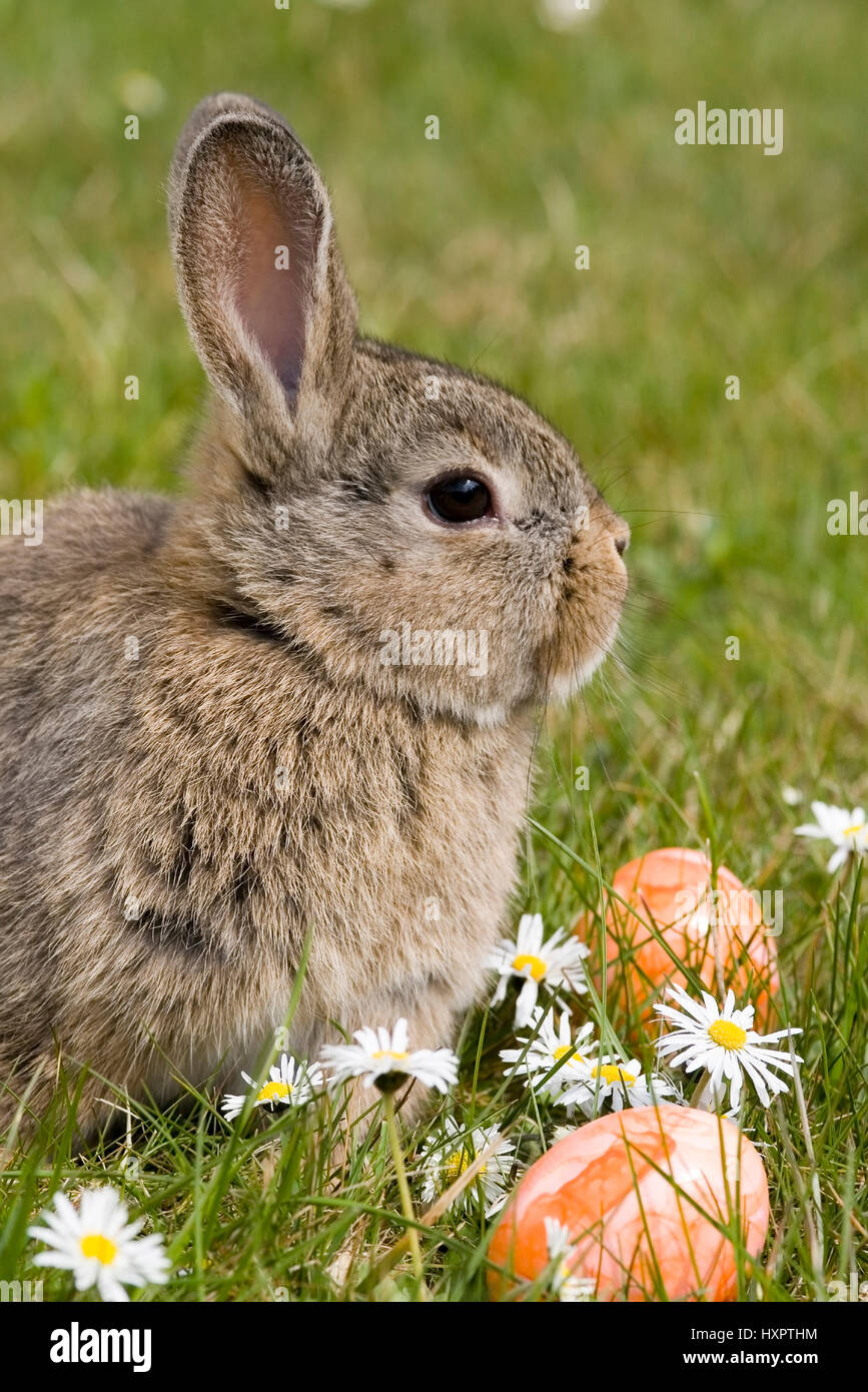 "Easter bunny, midget Aries wild-grey, also hare-grey calls; also grey ...