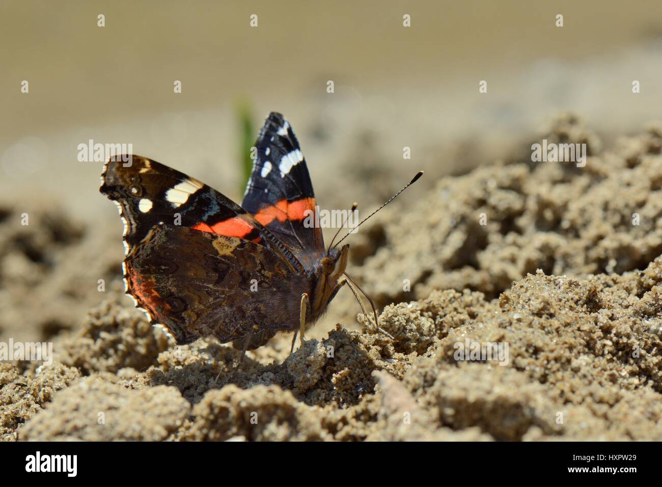 Butterflies on mud hi-res stock photography and images - Alamy