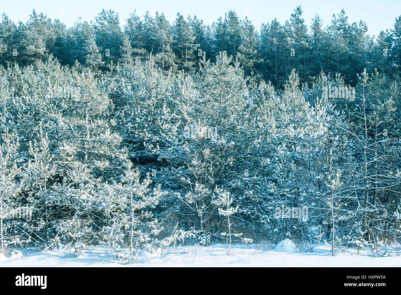 snowy spruce forest Stock Photo - Alamy
