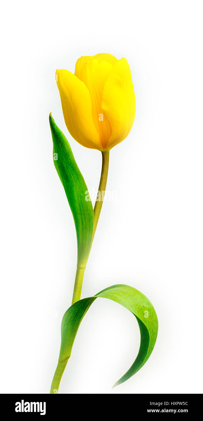 Lone tulip hi-res stock photography and images - Alamy