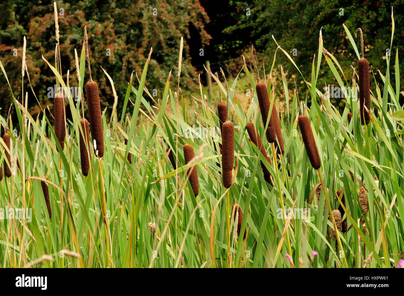 Bulrushes growing in a disused canal Stock Photo - Alamy