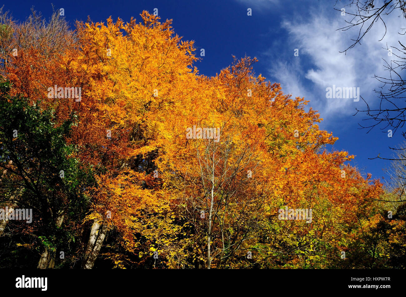 Golden colours of autumn Stock Photo - Alamy