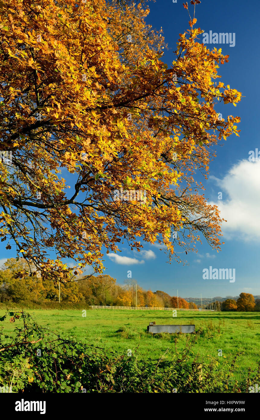 Colours of autumn Stock Photo - Alamy
