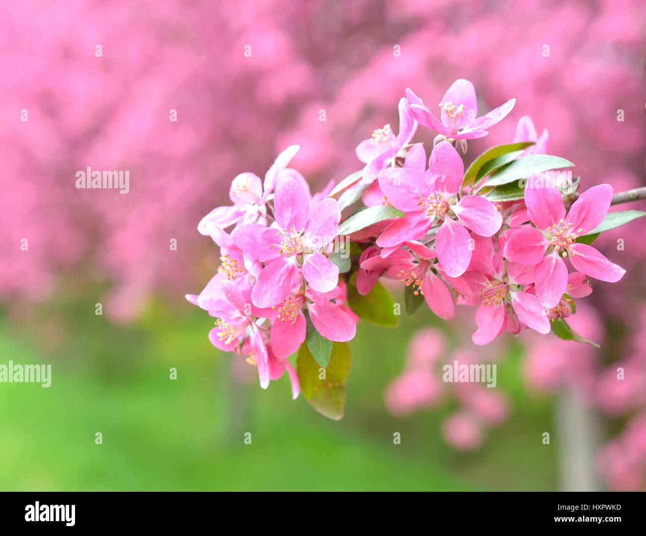 Chinese flowering crab-apple, wild apple flowers Stock Photo - Alamy