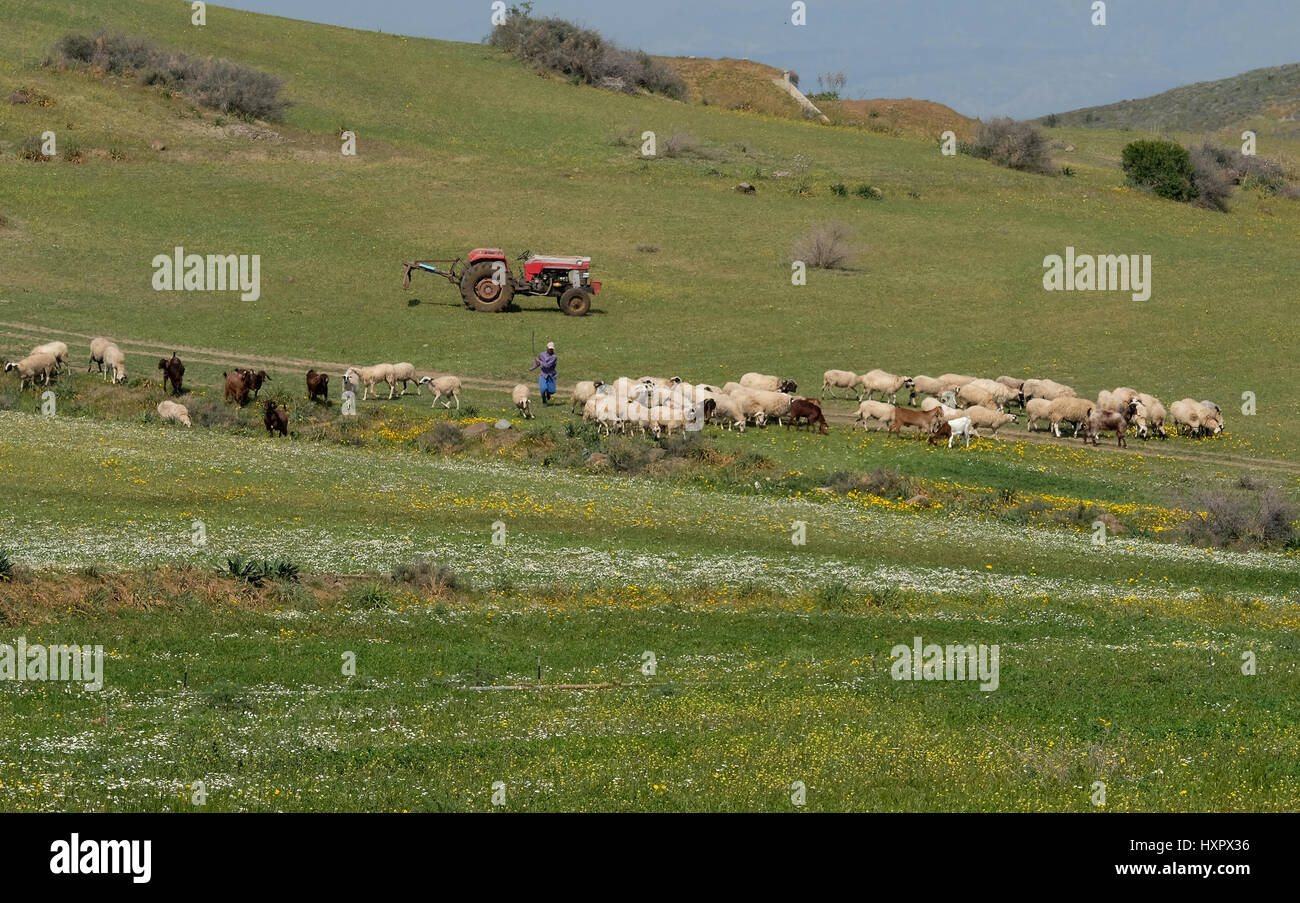 A farmer herding goats and sheep in the Nicosia district, republic of ...