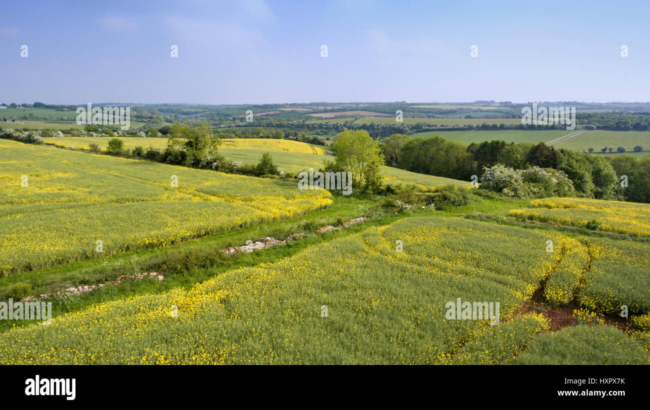 Aerial view of yellow rapeseed fields, with a hedgerow footpath ...