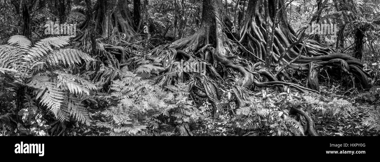 Tree roots and ferns in tropical jungle Stock Photo - Alamy