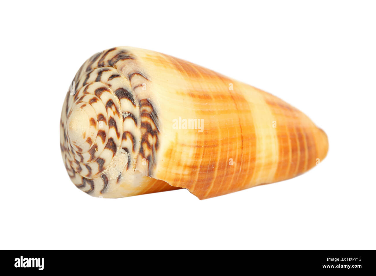 Shell isolated on white background Stock Photo - Alamy
