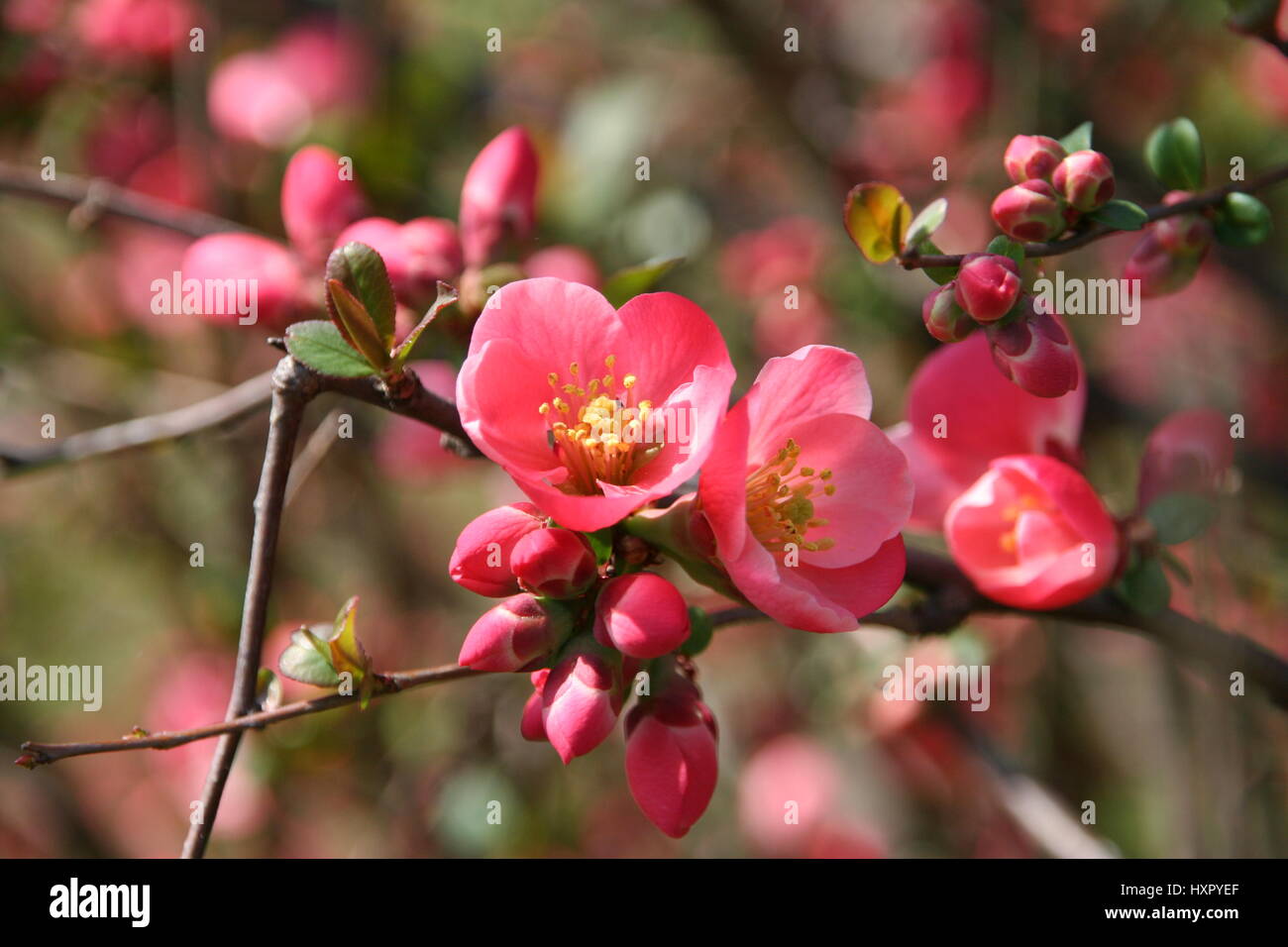 Chaenomeles japonica hi-res stock photography and images - Alamy