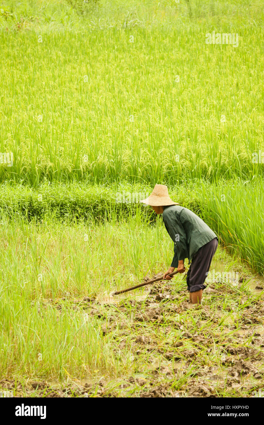 Person working on rice field in China Stock Photo - Alamy