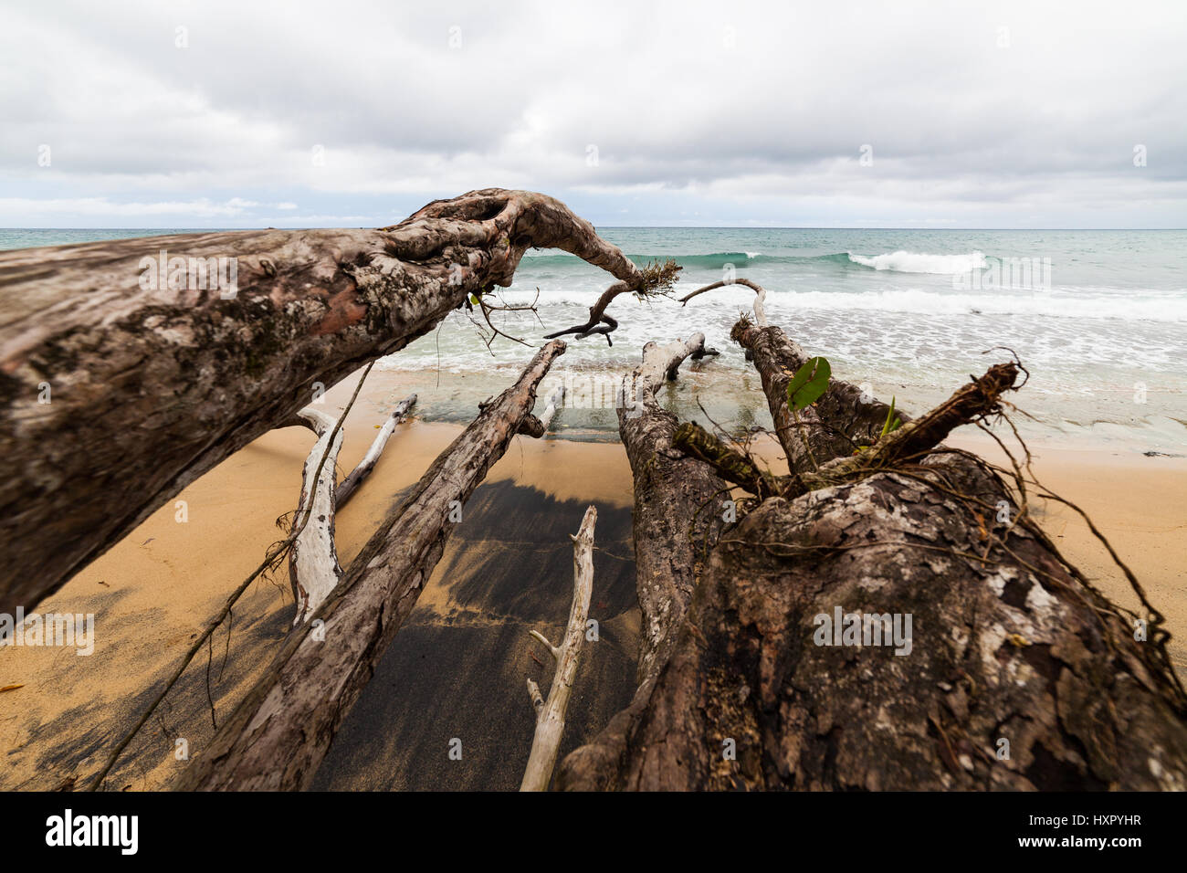Fallen tree branches in beach Costa Rica Stock Photo - Alamy