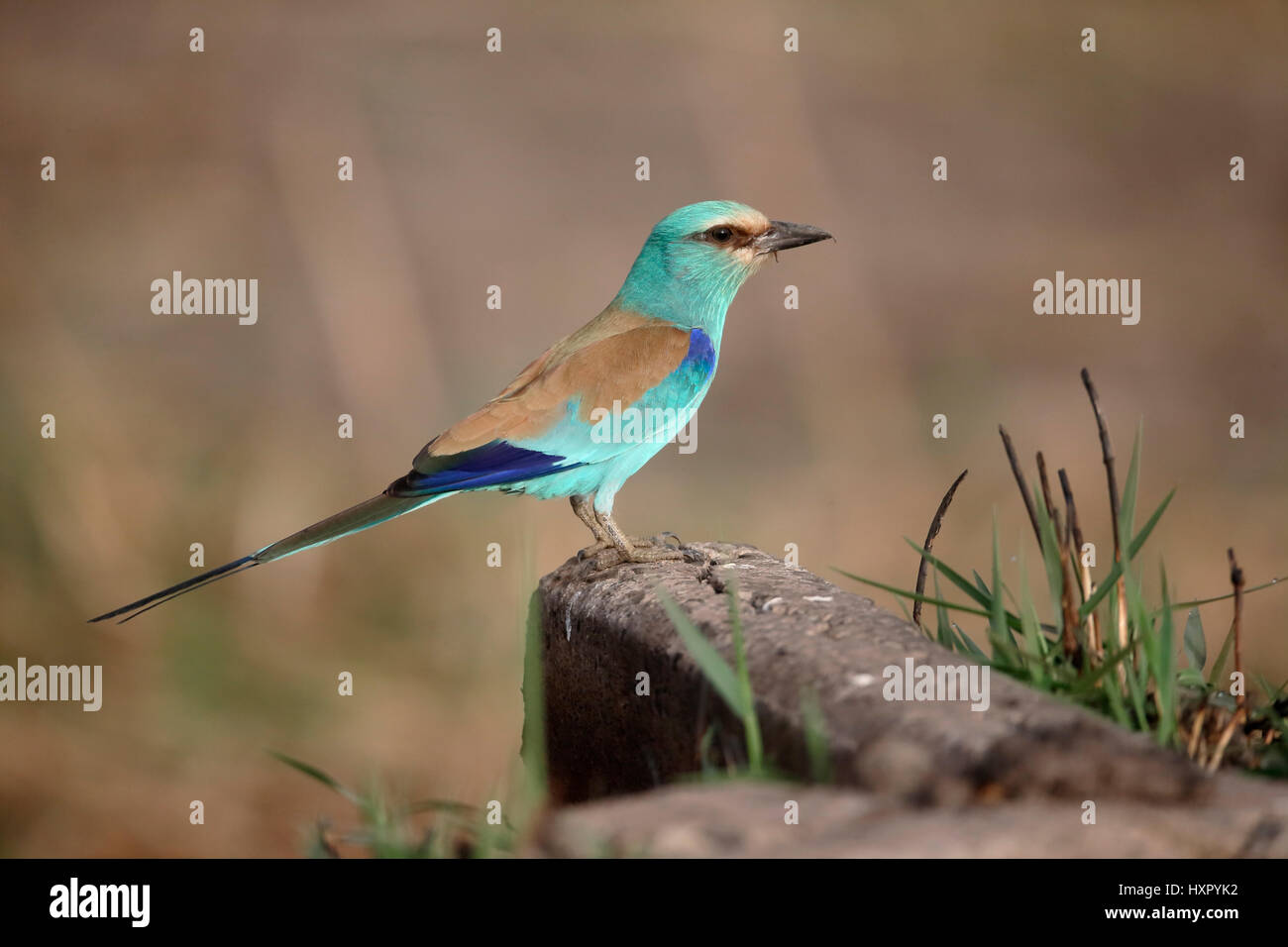 Abyssinian Roller, Coracias abyssinica, single bird on rock, Gambia ...