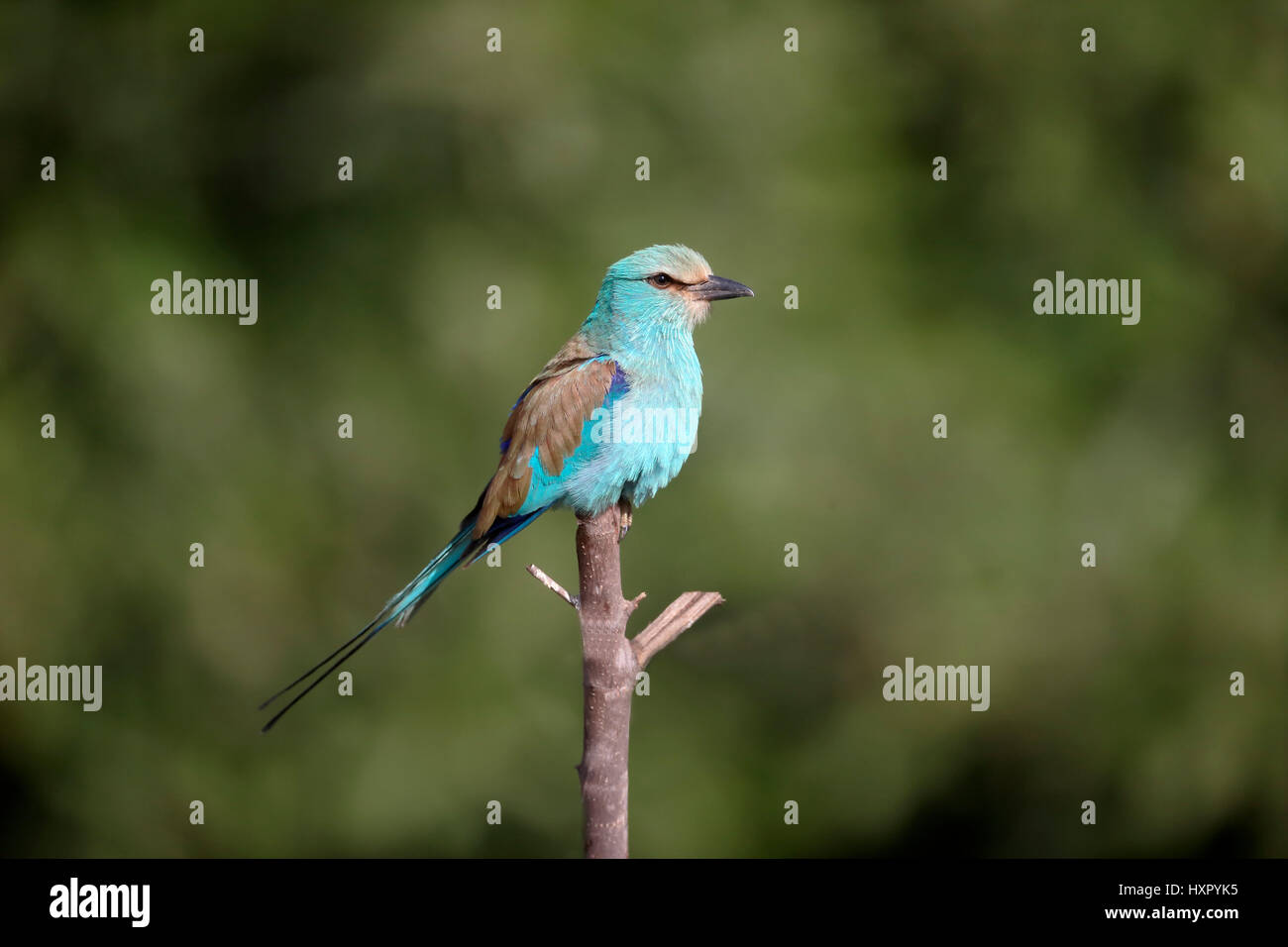 Abyssinian Roller, Coracias abyssinica, single bird on branch, Gambia ...
