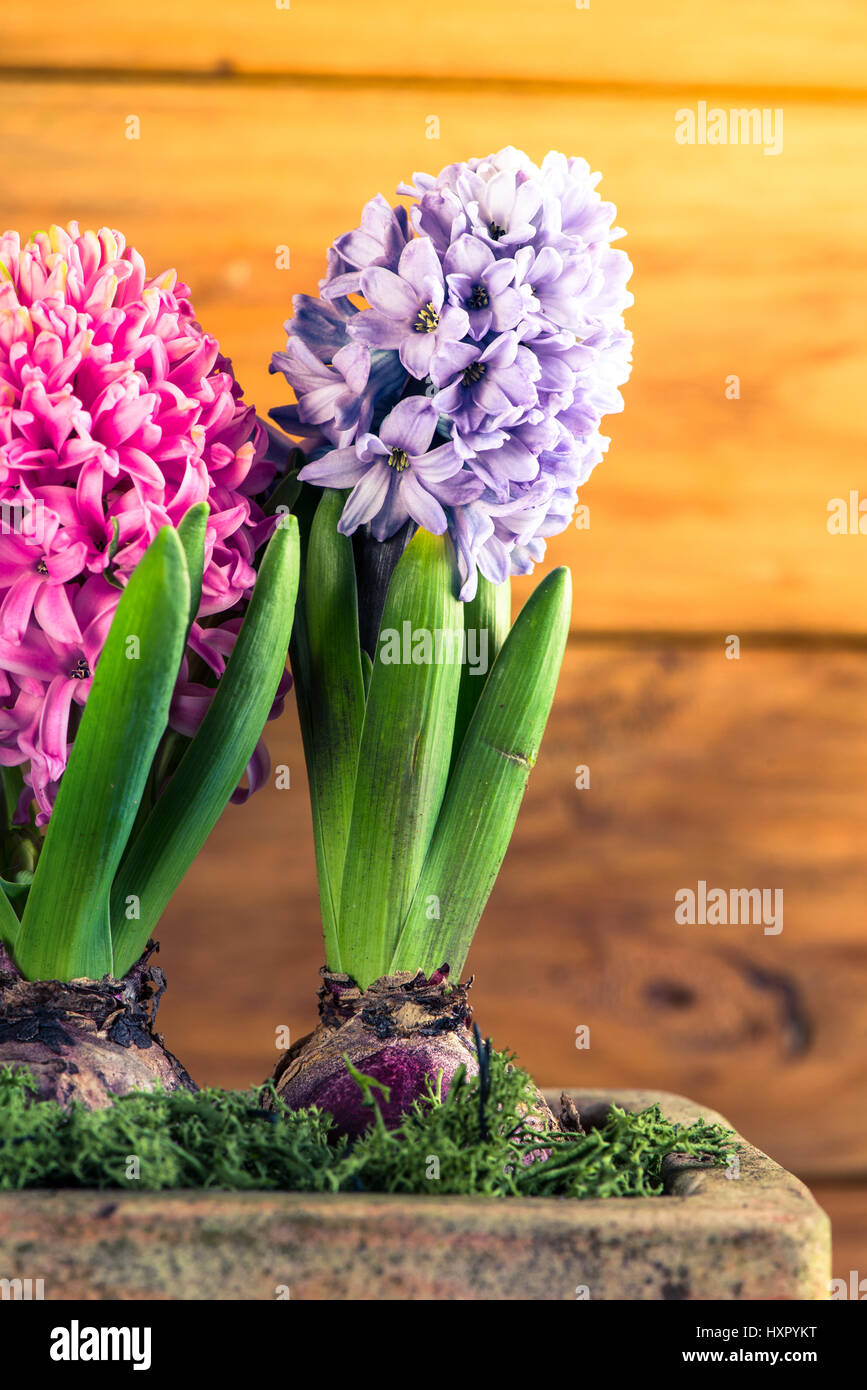 fresh hyacinth flowers on wooden background Stock Photo - Alamy