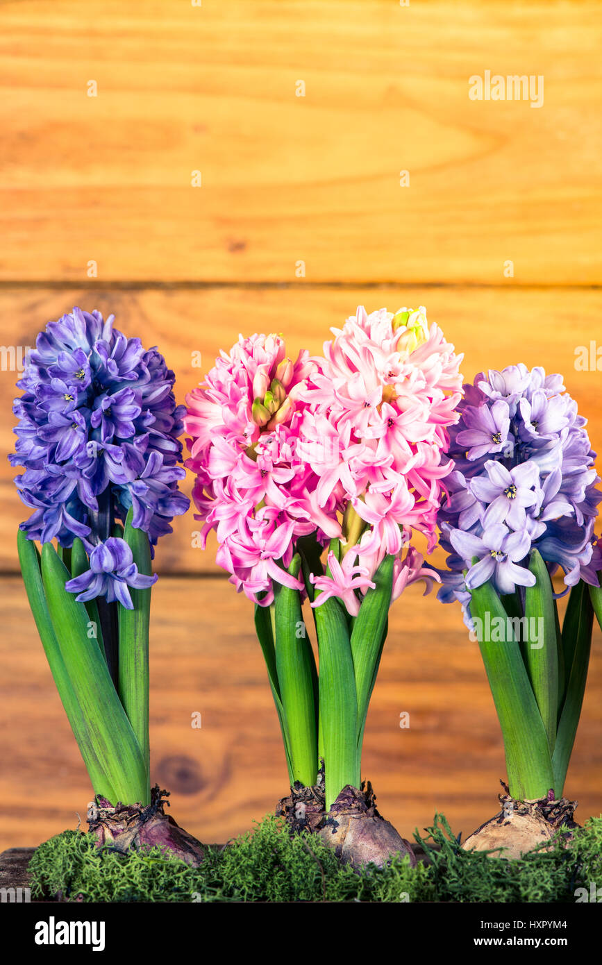 Beautiful purple hyacinth effect hi-res stock photography and images ...