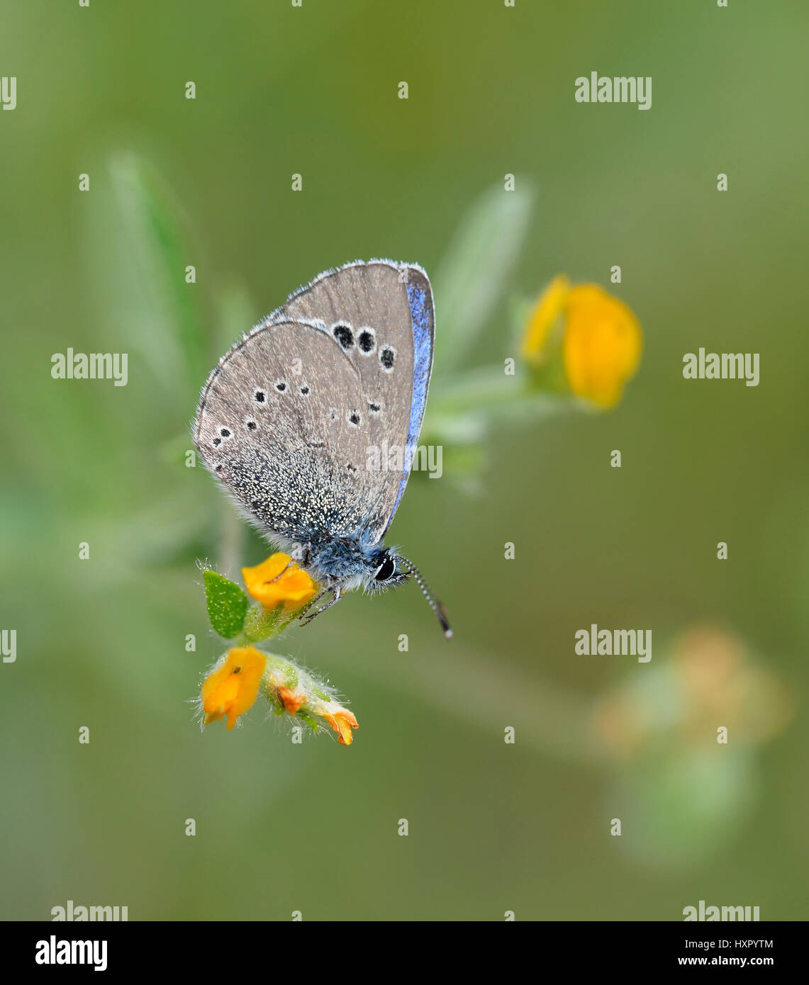 Paphos Blue - Glaucopsyche paphos Endemic Cyprus Butterfly Stock Photo ...