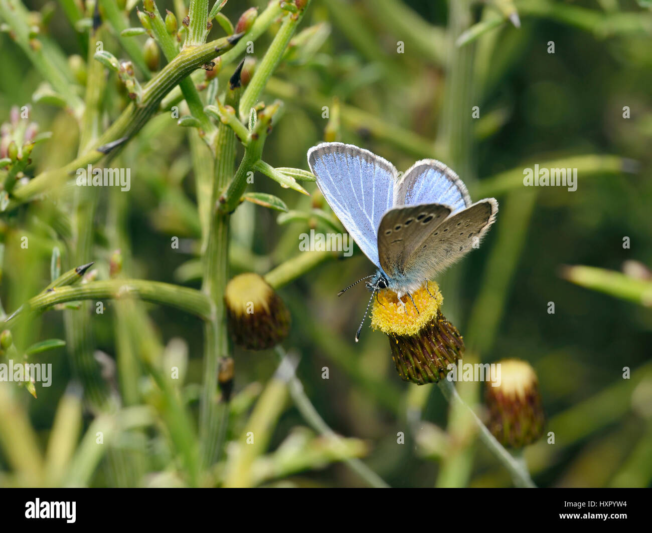 Paphos Blue - Glaucopsyche paphos Endemic Cyprus Butterfly On Phagnalon ...