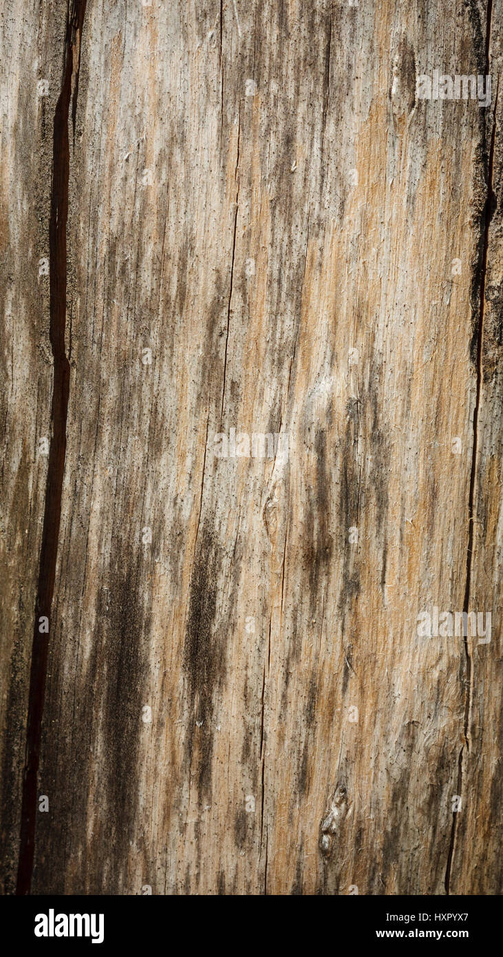 Grey tree texture background Stock Photo - Alamy