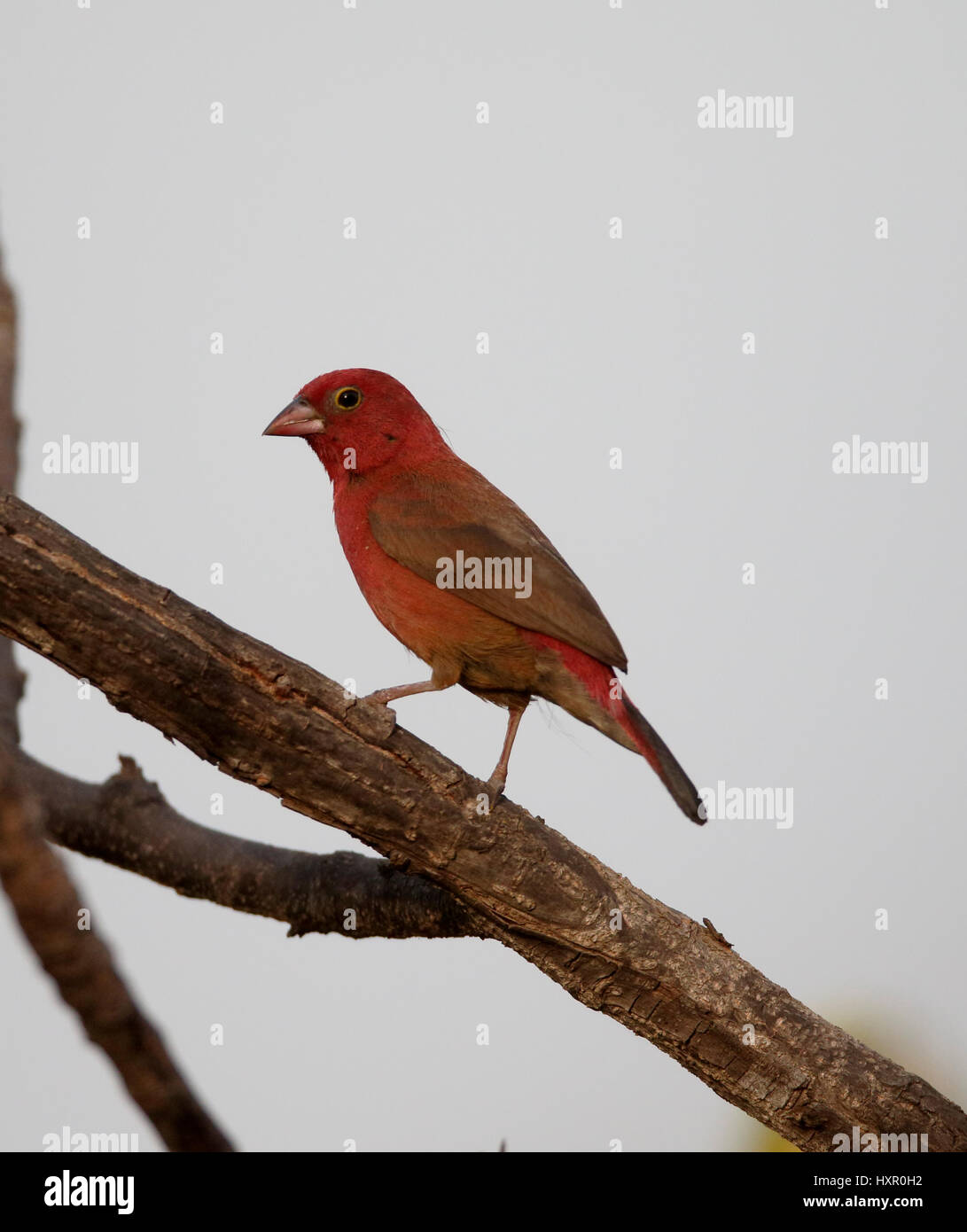 Firefinch hi-res stock photography and images - Alamy