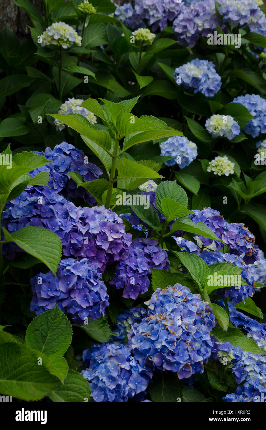 Hydrangea trail hi-res stock photography and images - Alamy
