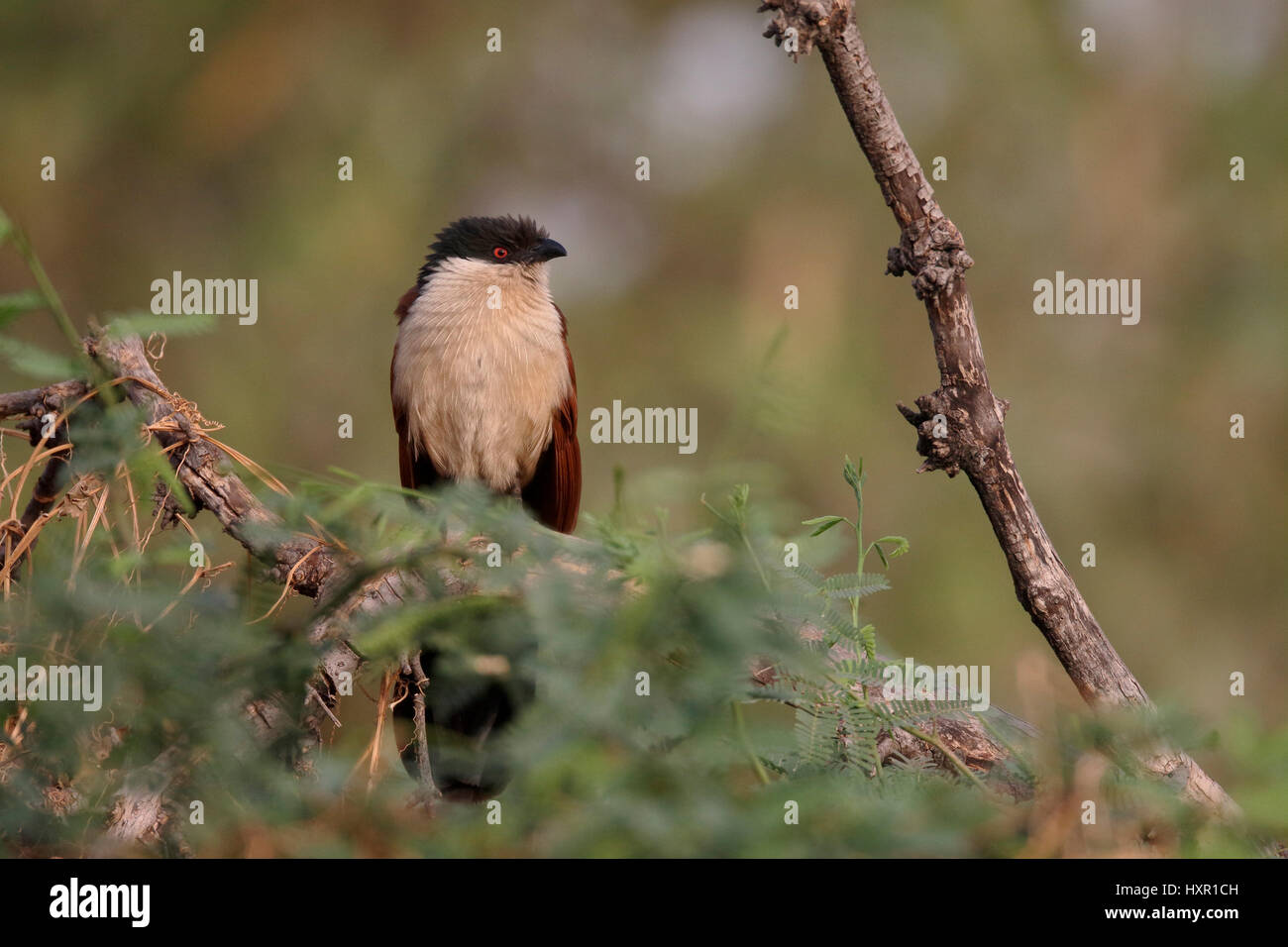 Centropus senegalensis hi-res stock photography and images - Alamy