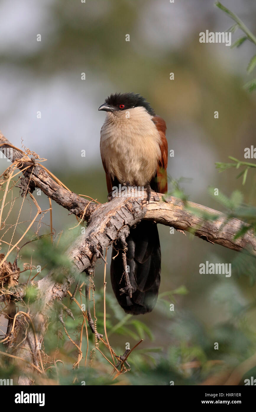 Centropus senegalensis hi-res stock photography and images - Alamy