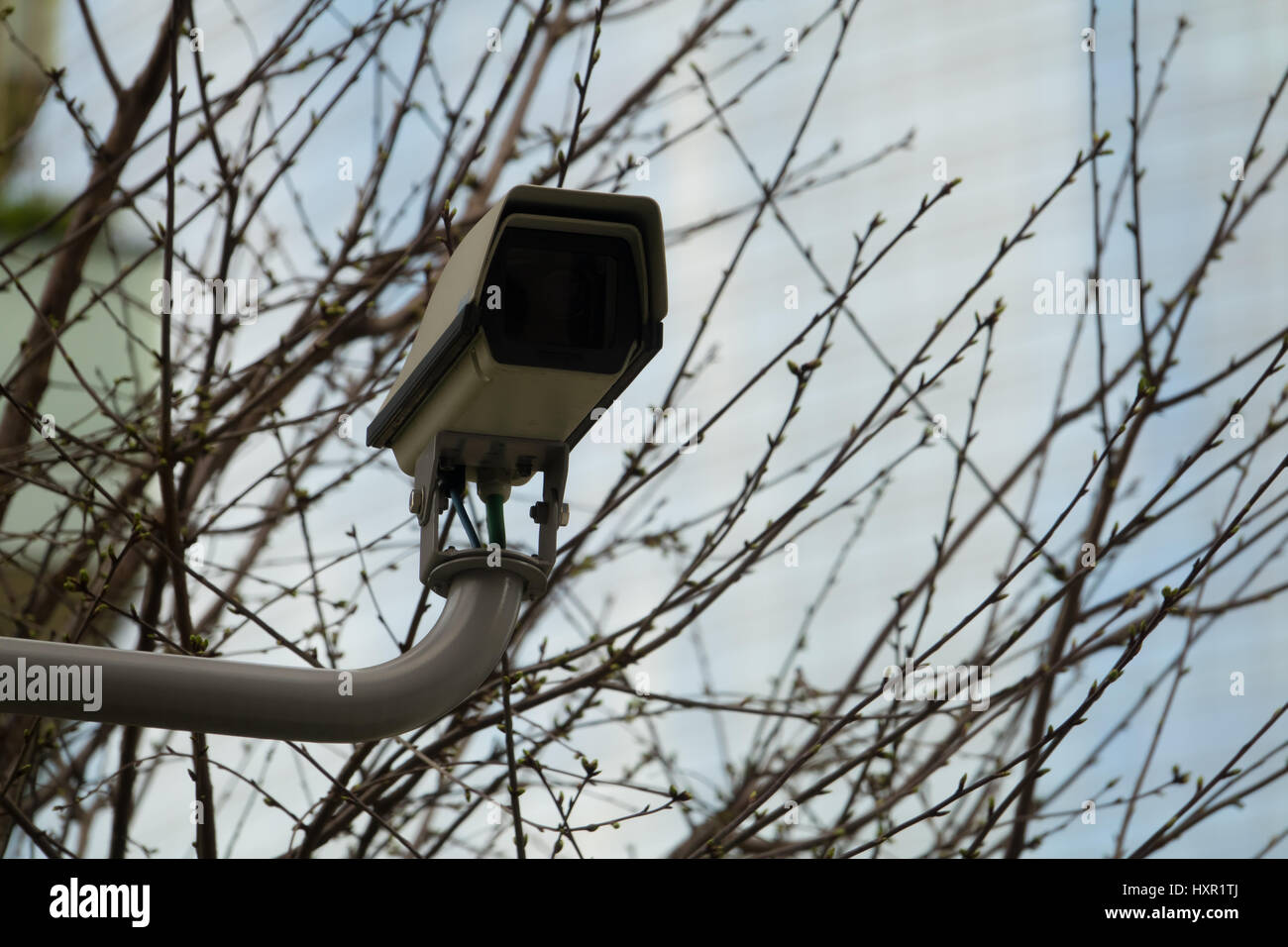 White CCTV installed on the tree Stock Photo - Alamy