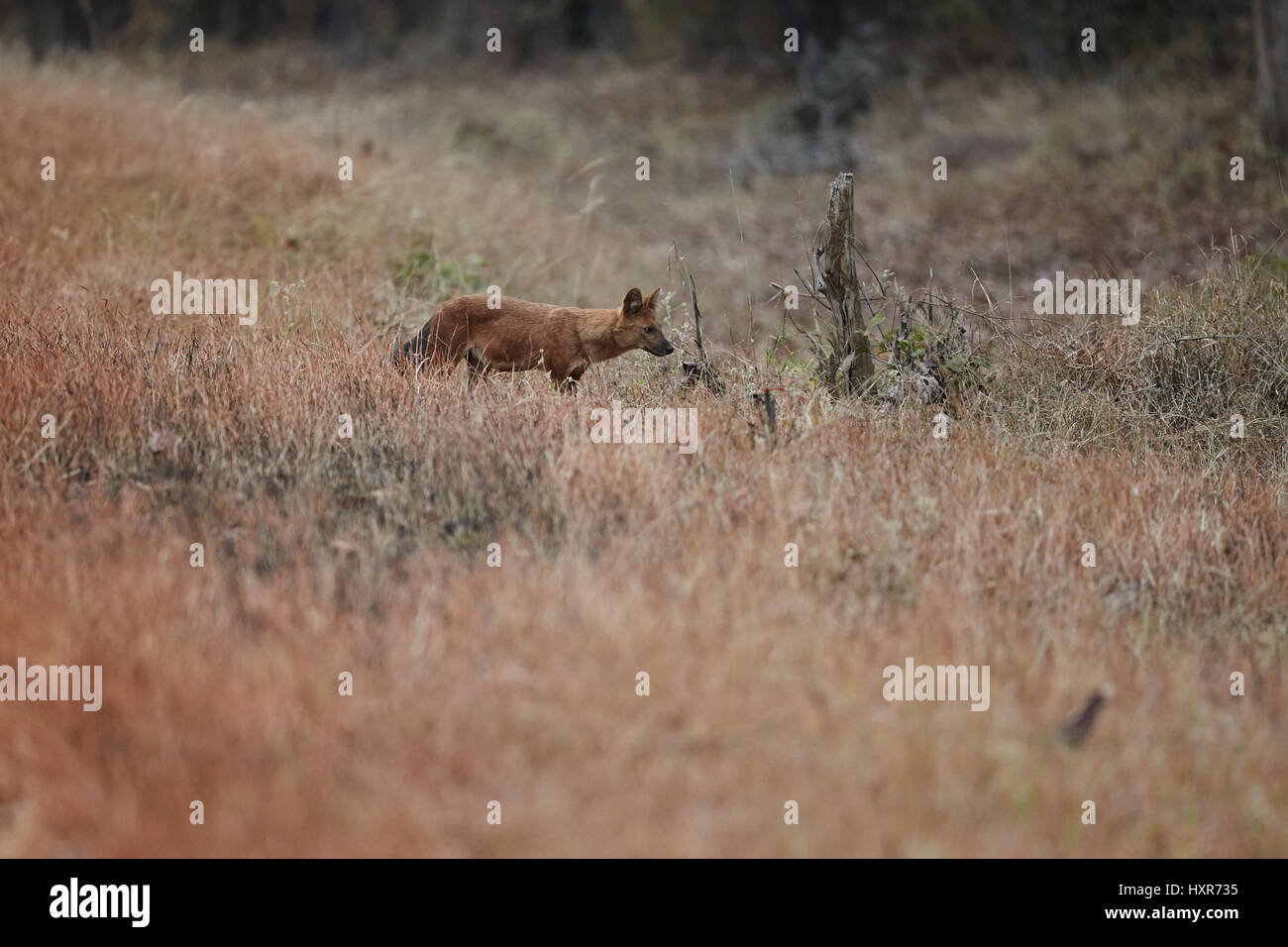 Indian wild dog pose in the nature habitat, very rare animal, dhoul ...