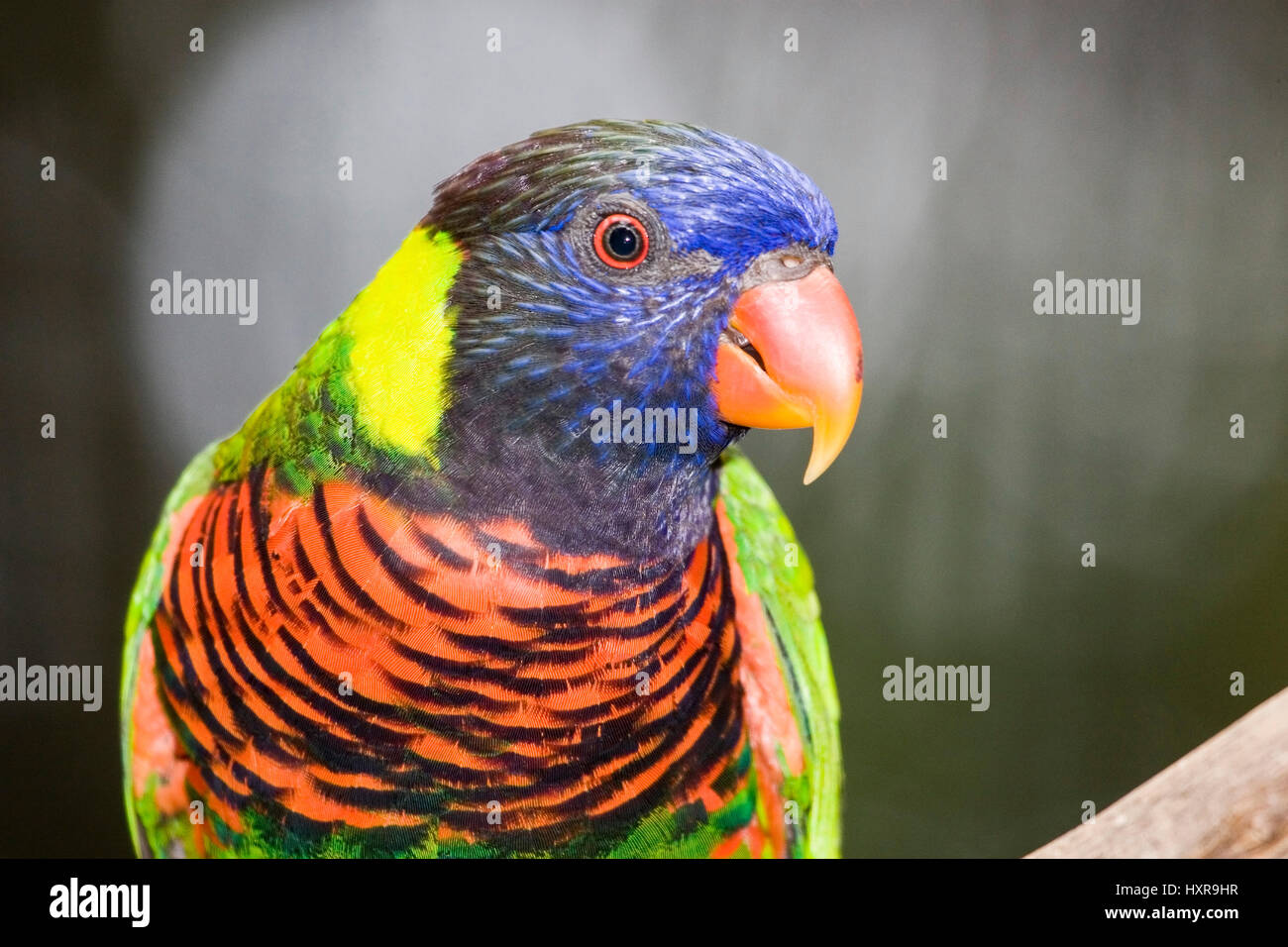 Allfarblori or wedge tail loris in the bird's park of Kuala Lumpur in ...