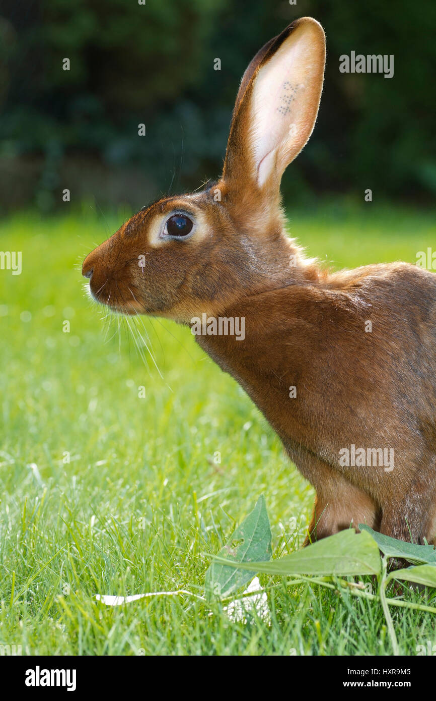 Hares and rabbits hi-res stock photography and images - Alamy