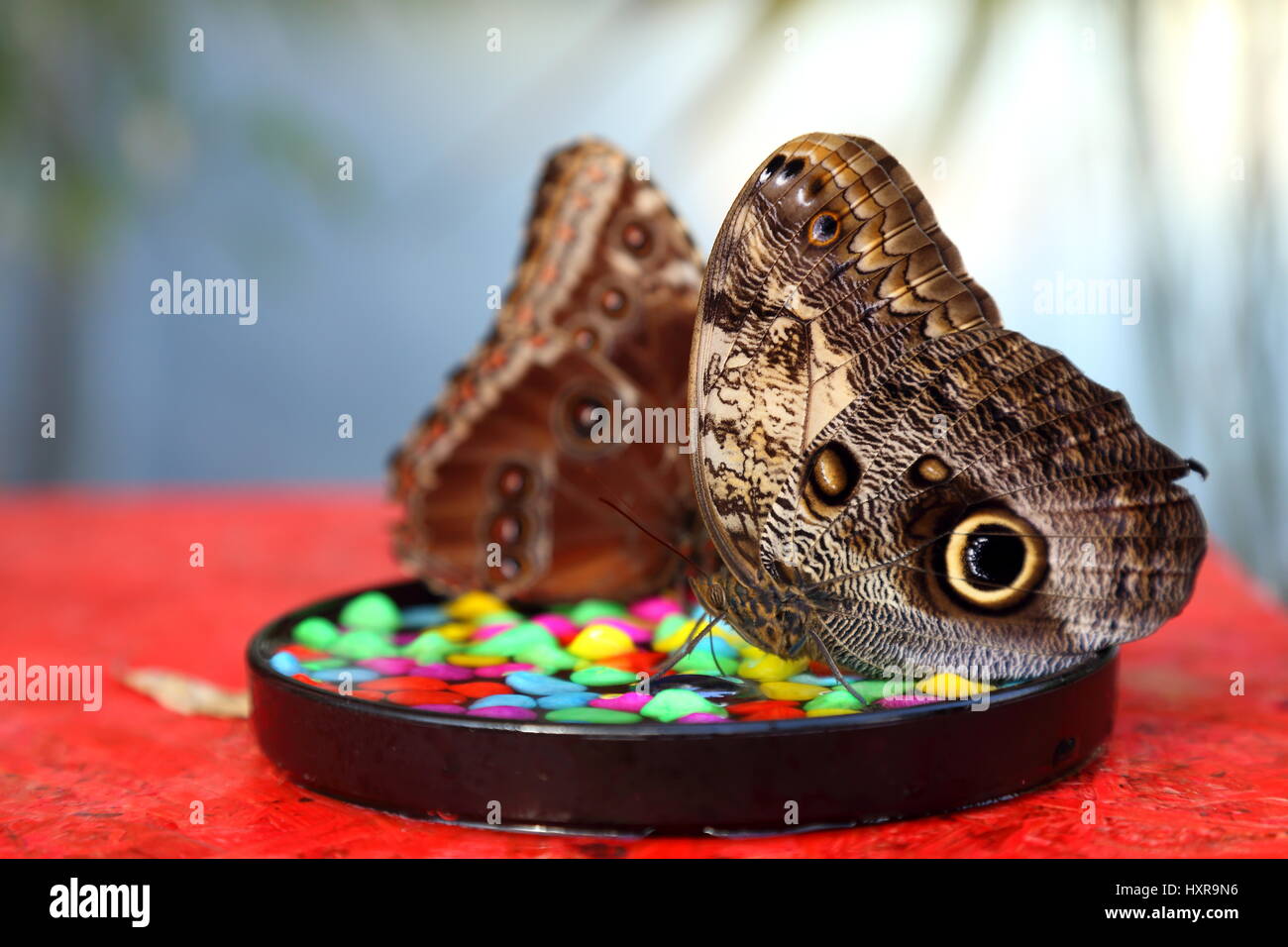 Rome, Italy. 29th Mar, 2017. Butterflies in the Butterfly House, which ...