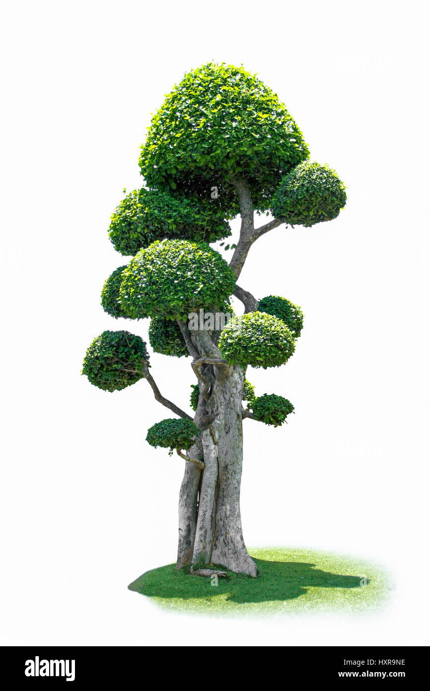 Ornamental of Tooth brush tree have green leaf and beatiful Stock Photo ...