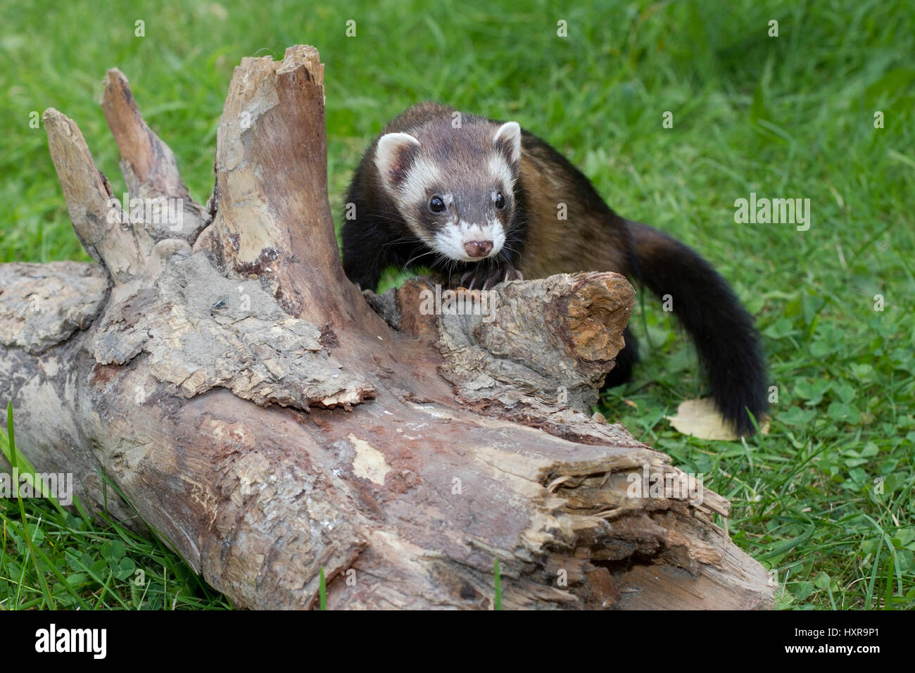 Ferrets, Mustela putorius furo,, Frettchen,Mustela putorius furo Stock ...