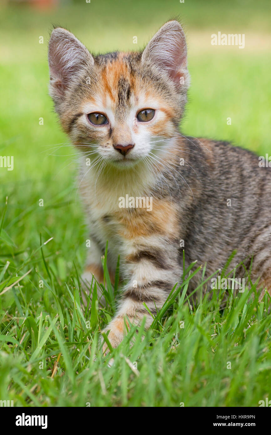young cat, junge Katze Stock Photo - Alamy