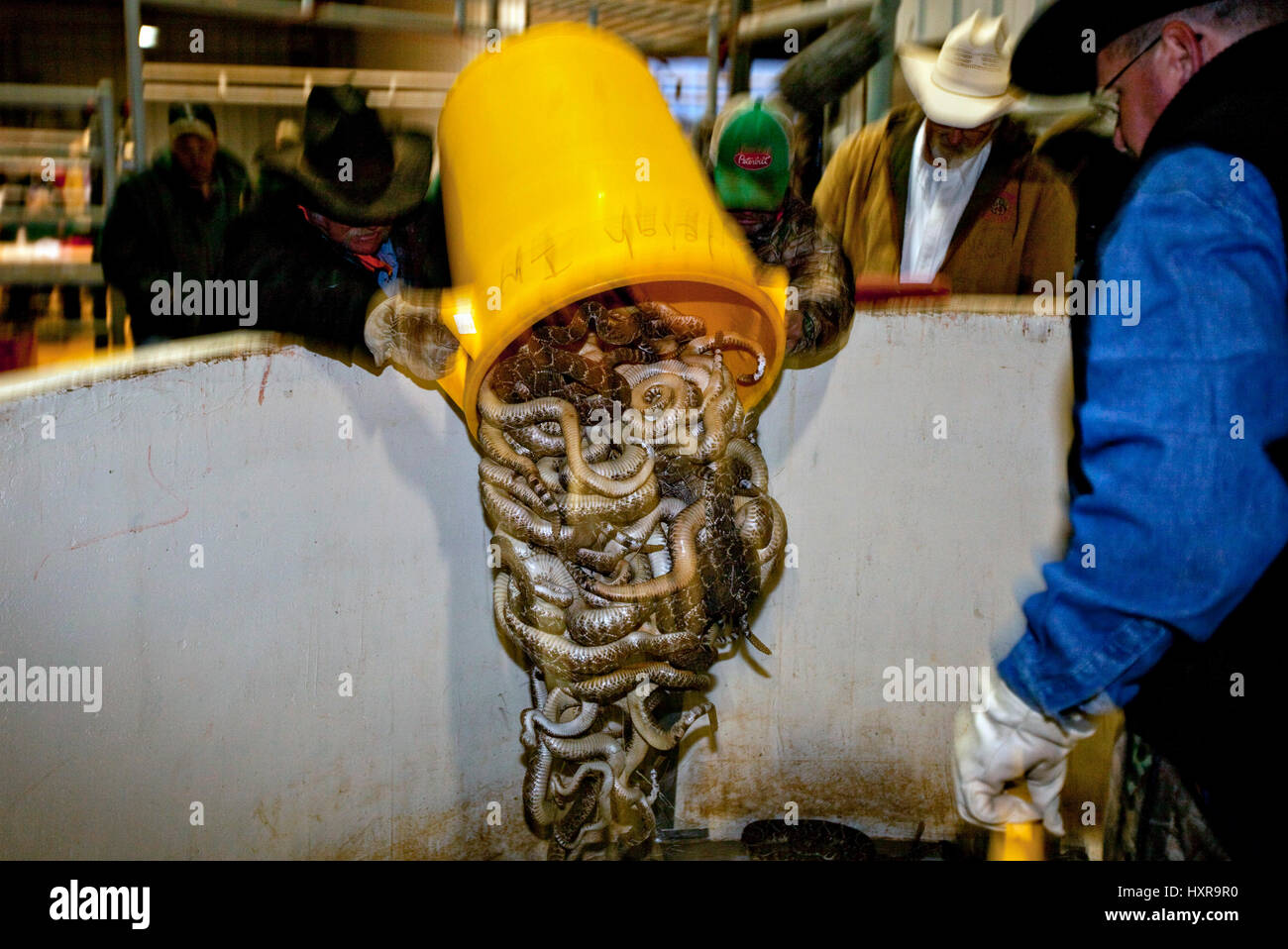 Snake hunters dump their catch of western diamondback rattlesnakes into ...