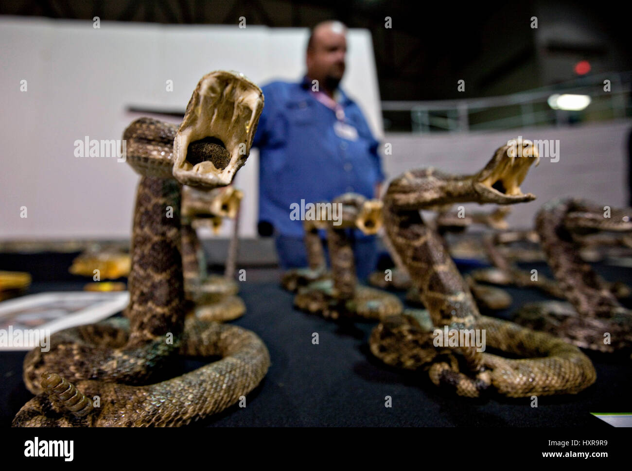 A vendor waits for customers of his real western diamondback ...