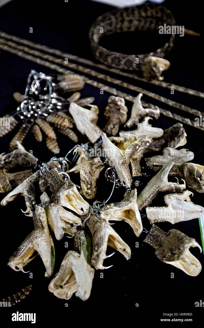 Rattlesnake fangs hi-res stock photography and images - Alamy