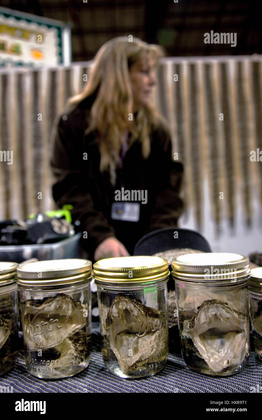 Rattlesnake fangs hi-res stock photography and images - Alamy