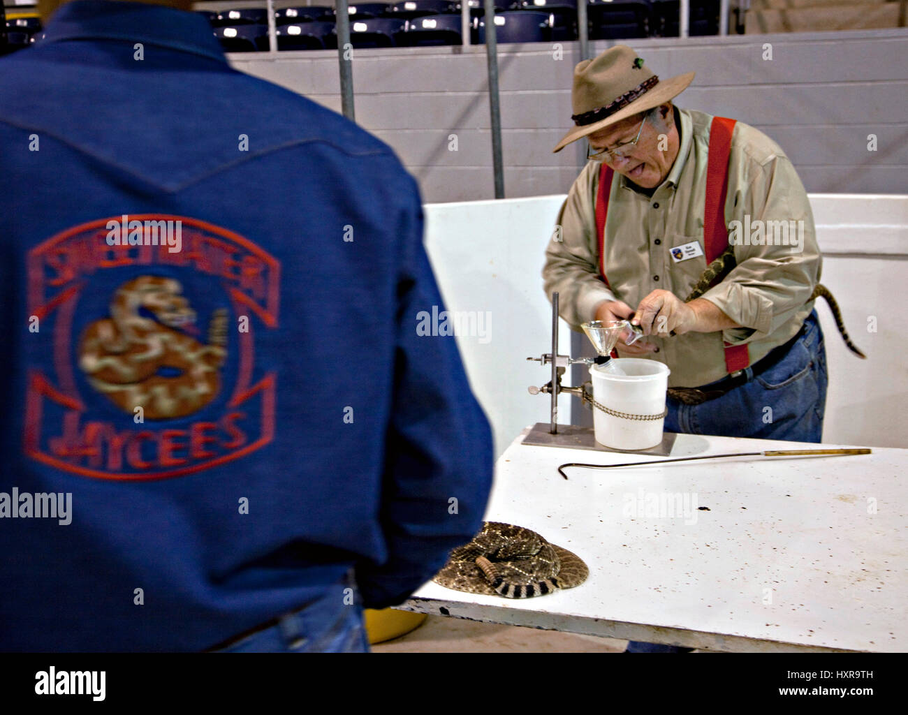 A Jaycee volunteer snake handler milks a western diamondback rattler ...